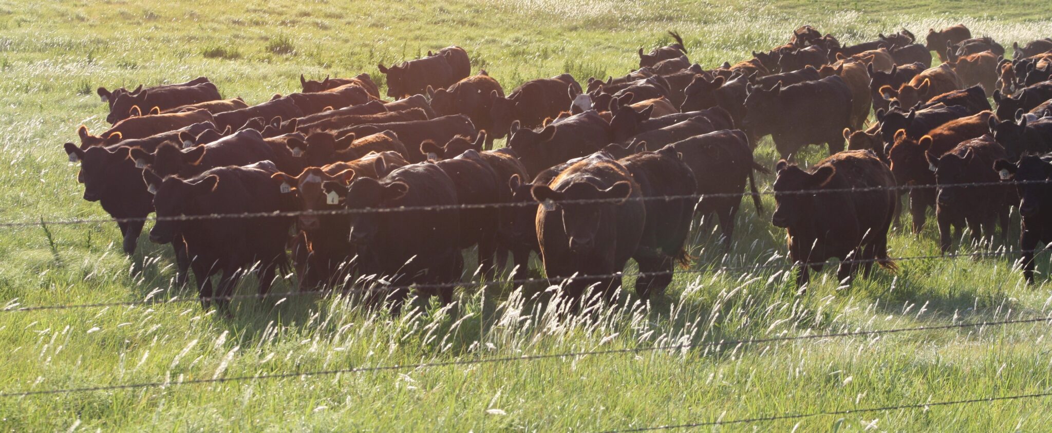 Wednesday Market | Winfield Livestock Auction